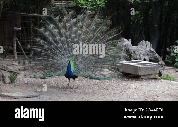 Zoo specimen Stock Videos & Footage - HD and 4K Video Clips - Alamy
