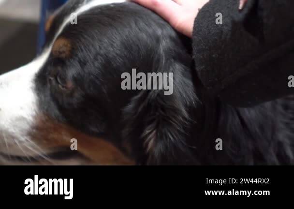 Portrait berner sennenhund Stock Videos & Footage - HD and 4K Video ...