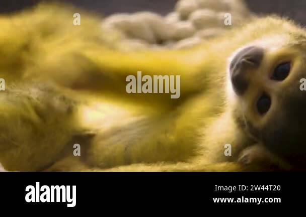 squirrel monkey laying down and scratching it self Stock Video Footage ...