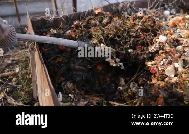 Decomposing compost for fertilizer with earthworms in the garden. Worms ...
