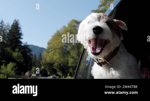 Jack Russell Terrier looks out the open window of the car. Close up ...