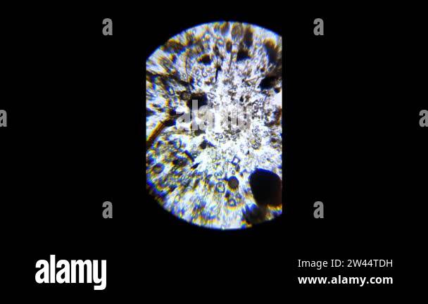 Zooplankton light microscope Stock Videos & Footage - HD and 4K Video ...