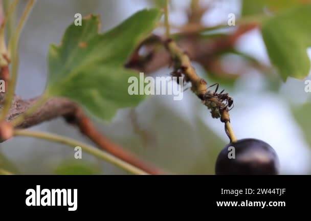 A colony of ants farming aphids in Close-up - HD VIDEO. Macro of insect ...