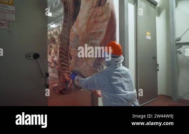 Meat production and food industry, worker moves a suspended beefs ...