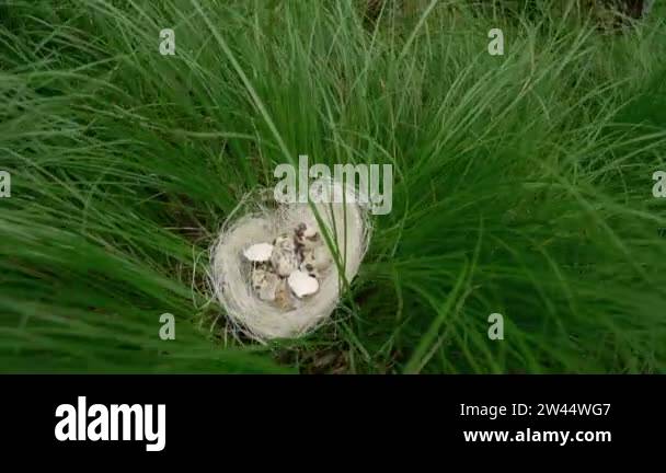 Nest in the grass Stock Videos & Footage - HD and 4K Video Clips - Alamy