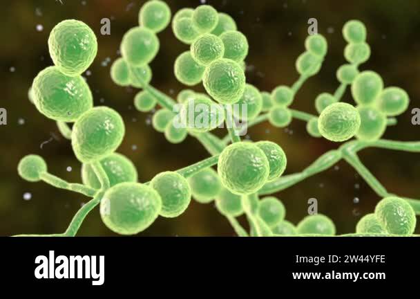 Invasive candidiasis Stock Videos & Footage - HD and 4K Video Clips - Alamy