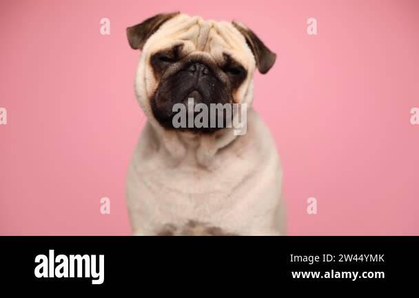 Humble eyes Stock Videos & Footage - HD and 4K Video Clips - Alamy