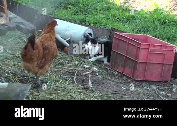 Cat hiding among chickens. Cat hunting for chickens. Walking chickens in the yard. Bird's ...