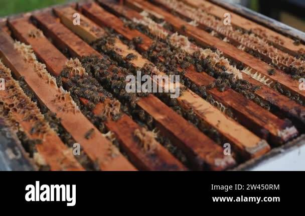 Close-up of beekeeper smoking a beehive honeycomb with fumigating smoke ...
