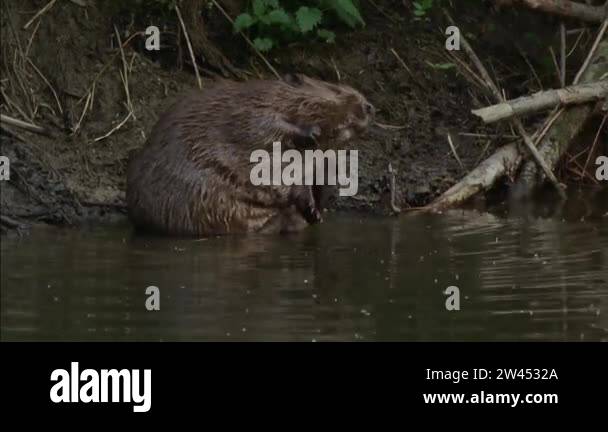 Ordinary beaver, or river beaver (Latin Castor fiber) is a semi-aquatic ...