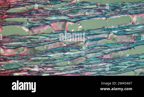 Root taproot Stock Videos & Footage - HD and 4K Video Clips - Alamy