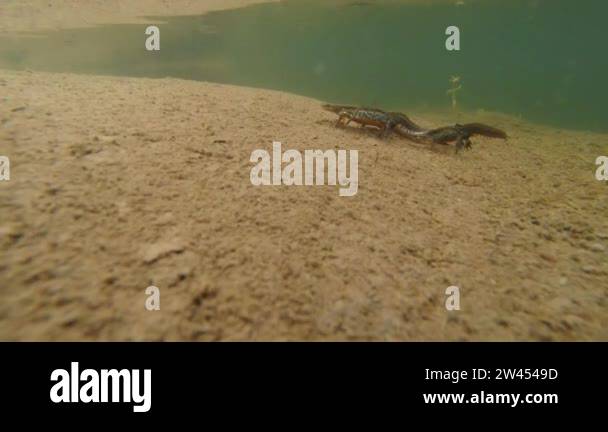 underwater life of the Carpathian and Alpine newts and other aquatic ...