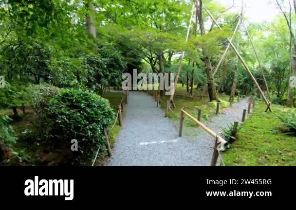 Japanese cypress trees Stock Videos & Footage - HD and 4K Video Clips ...