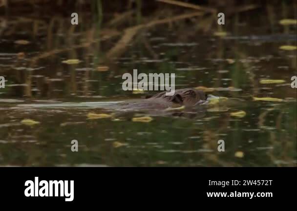 Ordinary beaver, or river beaver (Latin Castor fiber) is a semi-aquatic ...
