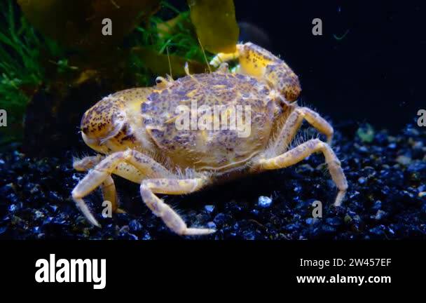 Black Sea, Invasive crab, invader Rhithropanopeus harrisii (Zuiderzee ...