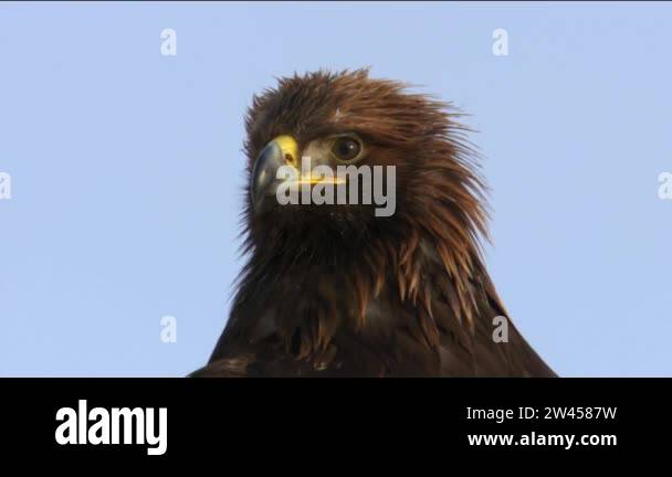 Berkut (lat. Aquila chrysaetos) is one of the most famous birds of prey ...