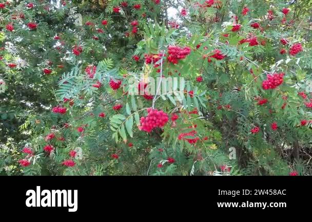 Red fruit mountain ash rowan sorbus aucuparia tree Stock Videos ...