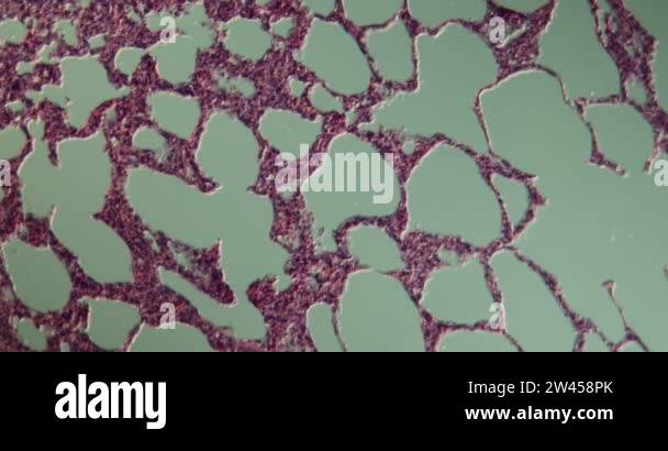Pig cells Stock Videos & Footage - HD and 4K Video Clips - Alamy