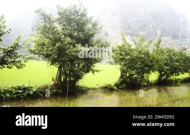 Agricultural paddy field embankment Stock Videos & Footage - HD and 4K ...