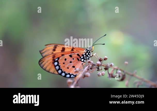 Queen insect Stock Videos & Footage - HD and 4K Video Clips - Alamy