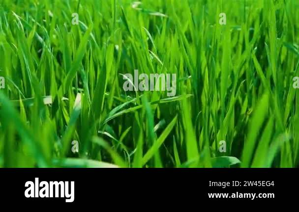 Movement of camera in field, along sprouts of green young wheat in sun ...