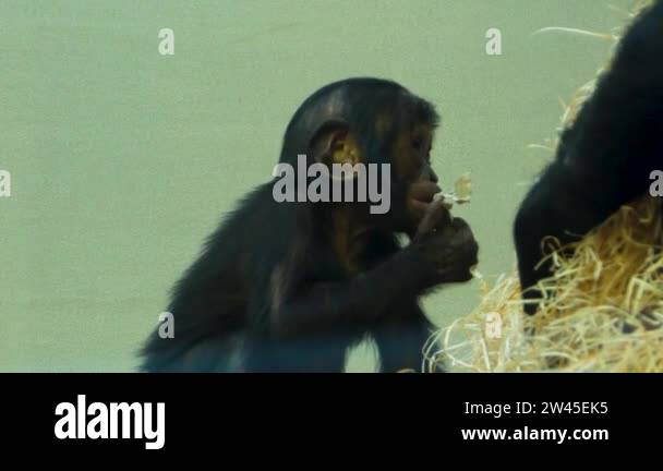 Bonobo baby animal Stock Videos & Footage - HD and 4K Video Clips - Alamy
