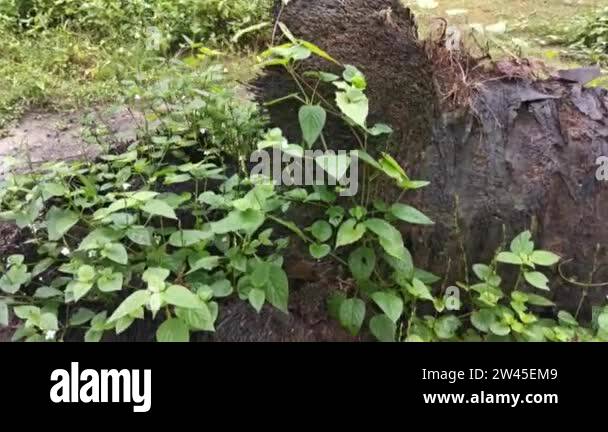 Wild greenery Stock Videos & Footage - HD and 4K Video Clips - Alamy