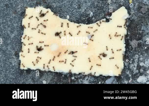 Animal eating insects Stock Videos & Footage - HD and 4K Video Clips ...