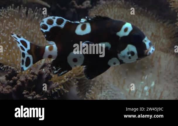 Fish pebbles Stock Videos & Footage - HD and 4K Video Clips - Alamy