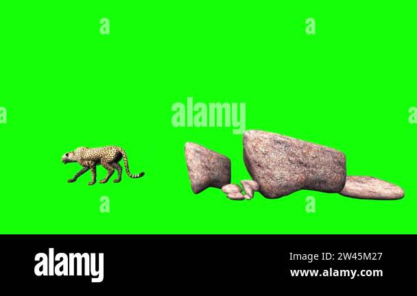 Cheetah Walking on Green Screen Stock Video Footage - Alamy