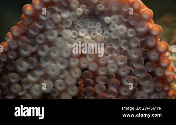 Eight legs octopus Stock Videos & Footage - HD and 4K Video Clips - Alamy