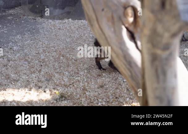 Boruga Stock Videos & Footage - HD and 4K Video Clips - Alamy