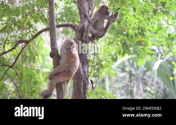 Tree trees mammal fauna Stock Videos & Footage - HD and 4K Video Clips - Alamy