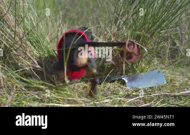 Cleaver dog Stock Videos & Footage - HD and 4K Video Clips - Alamy