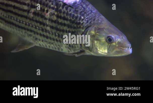 Hydrocynus goliath, also known as the goliath tigerfish, giant ...