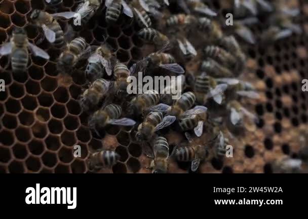 Honeycomb with colorful perga. Honeycomb with bee bread. Bees pack honeycomb with bee bread ...