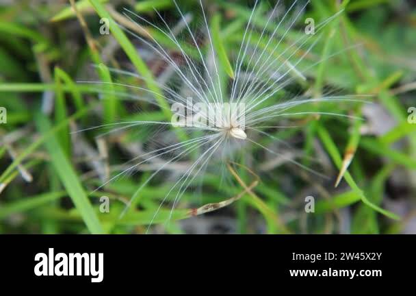 Cyperaceae seed Stock Videos & Footage - HD and 4K Video Clips - Alamy