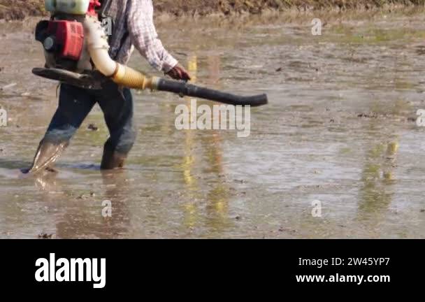 Farmer using grain throwing tools to grow rice in rice fields Stock ...