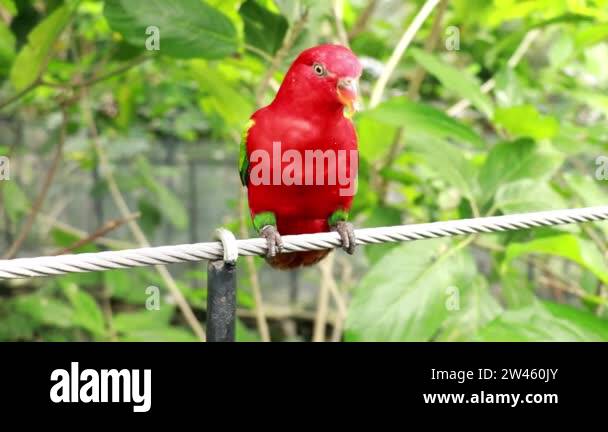 Red lory eos bornea Stock Videos & Footage - HD and 4K Video Clips - Alamy