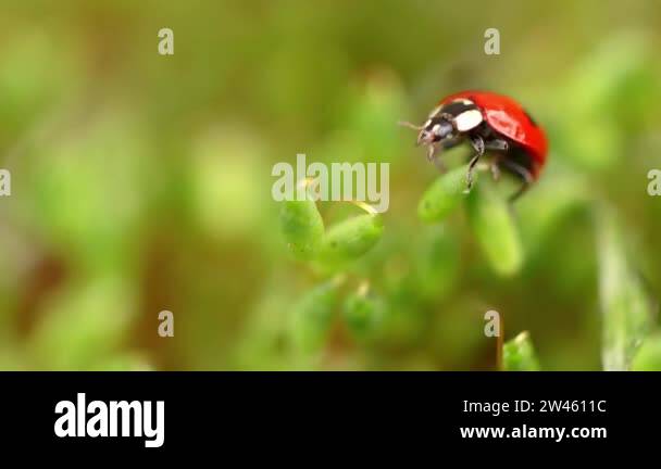 Close-up wildlife of a ladybug in the green grass in the forest ...