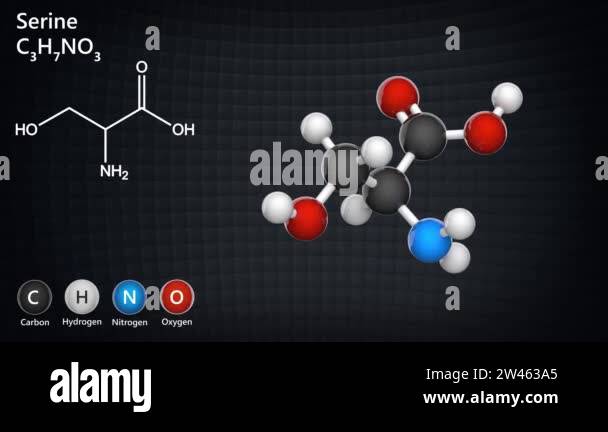 Serine (symbol Ser or S)is an amino acid that is used in the ...