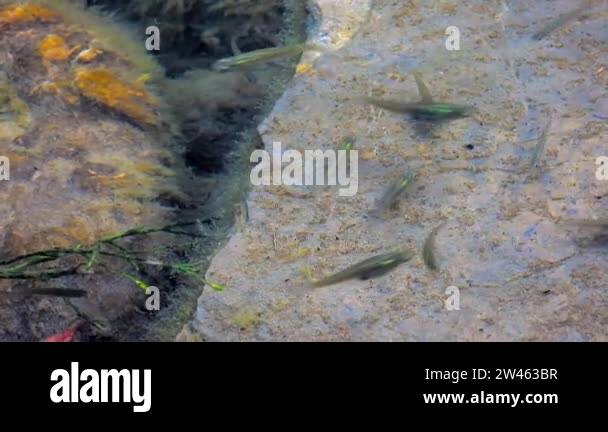 Small fishes on mossy stones in their natural underwater environment ...
