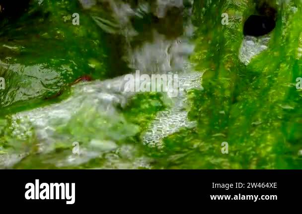 Green Algae (Enteromorpha, Ulva) grows in a small waterfall with salt ...