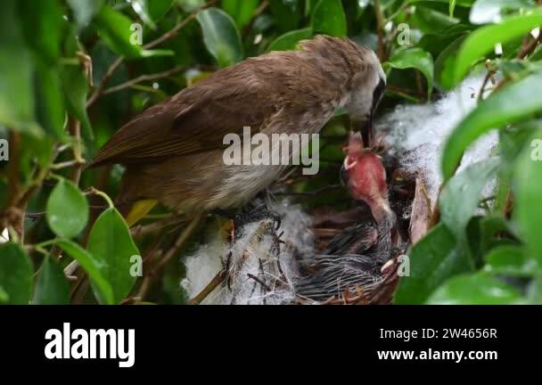 7 day old new born of baby birds in a nest of yellow-vented bulbul ...