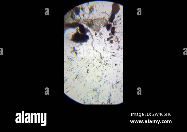 Plant cells with chlorophyll Stock Videos & Footage - HD and 4K Video ...