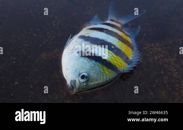 A dying fish breathes with its mouth open, struggling desperately on ...