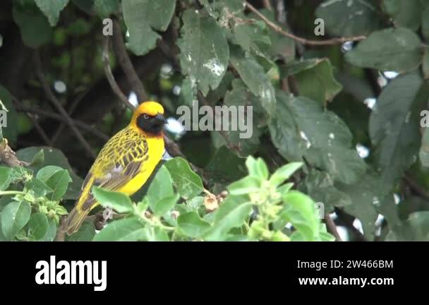 Greater weaver Stock Videos & Footage - HD and 4K Video Clips - Alamy