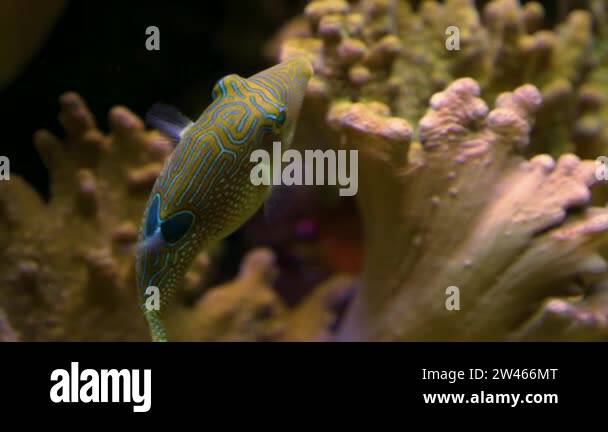 Puffer fish circle Stock Videos & Footage - HD and 4K Video Clips - Alamy