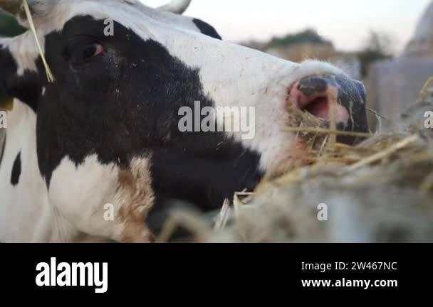 Dairy Cow Eating Hay On The Farm. Cow Chewing Head Close Up, 4k Stock ...