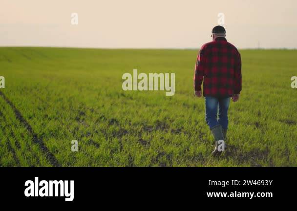 Agriculture. rancher walks across the field harvesting. farmer works in ...